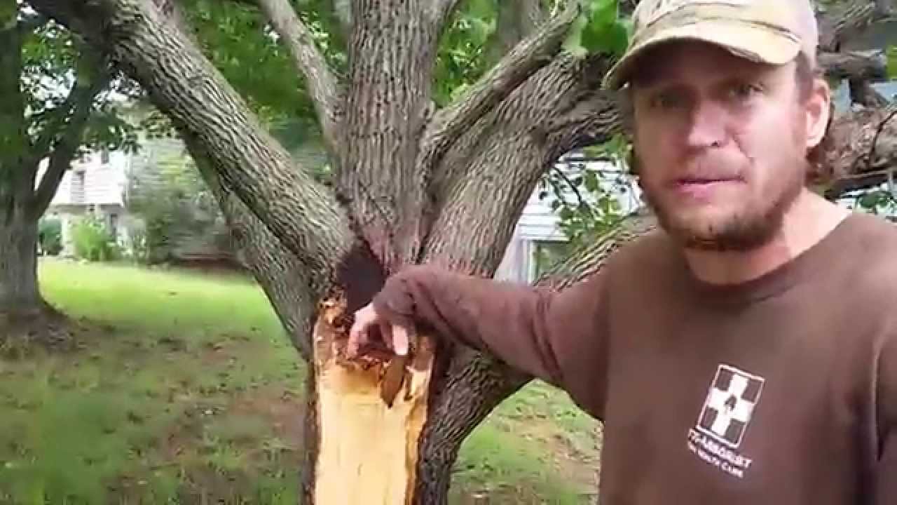 Trees Split Why Pear Bradford